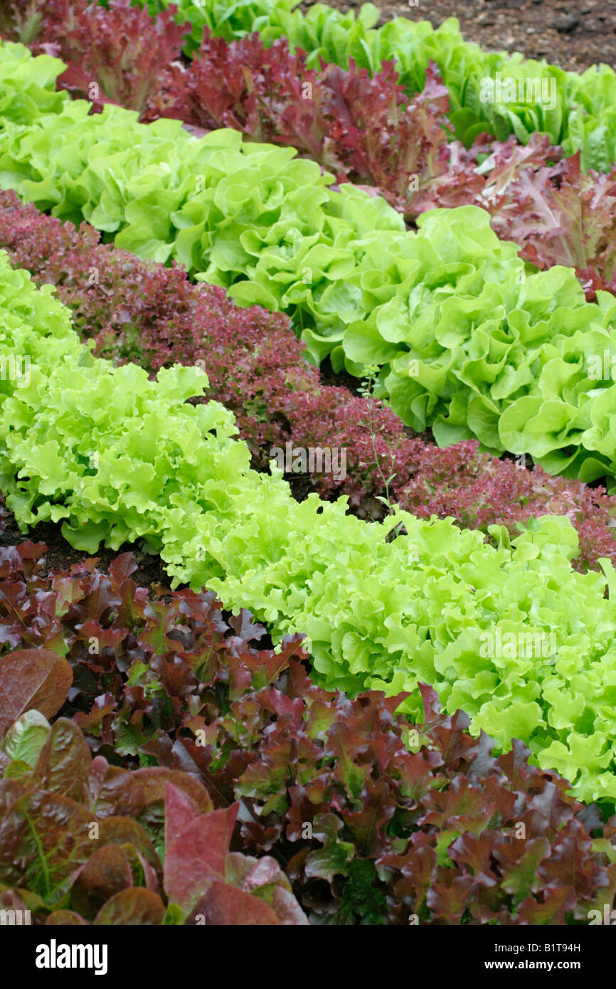 Lettuce varieties hi-res stock photography and images - Alamy