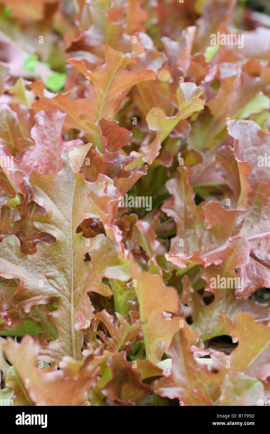 Lettuce 'salad bowl' hi-res stock photography and images - Alamy