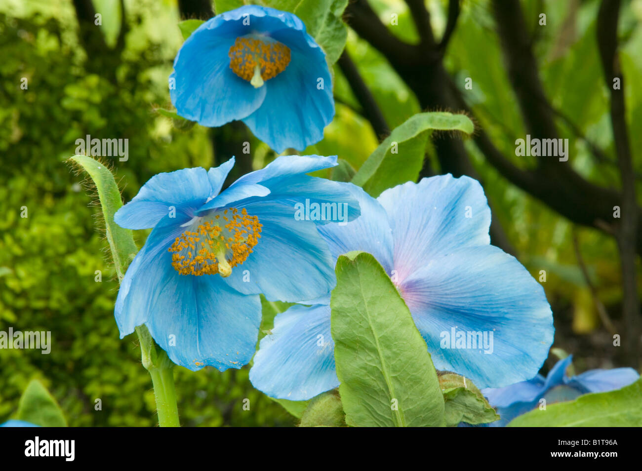 Mecanopis flowers in spring in Holehird gardens in Windermere Cumbria ...