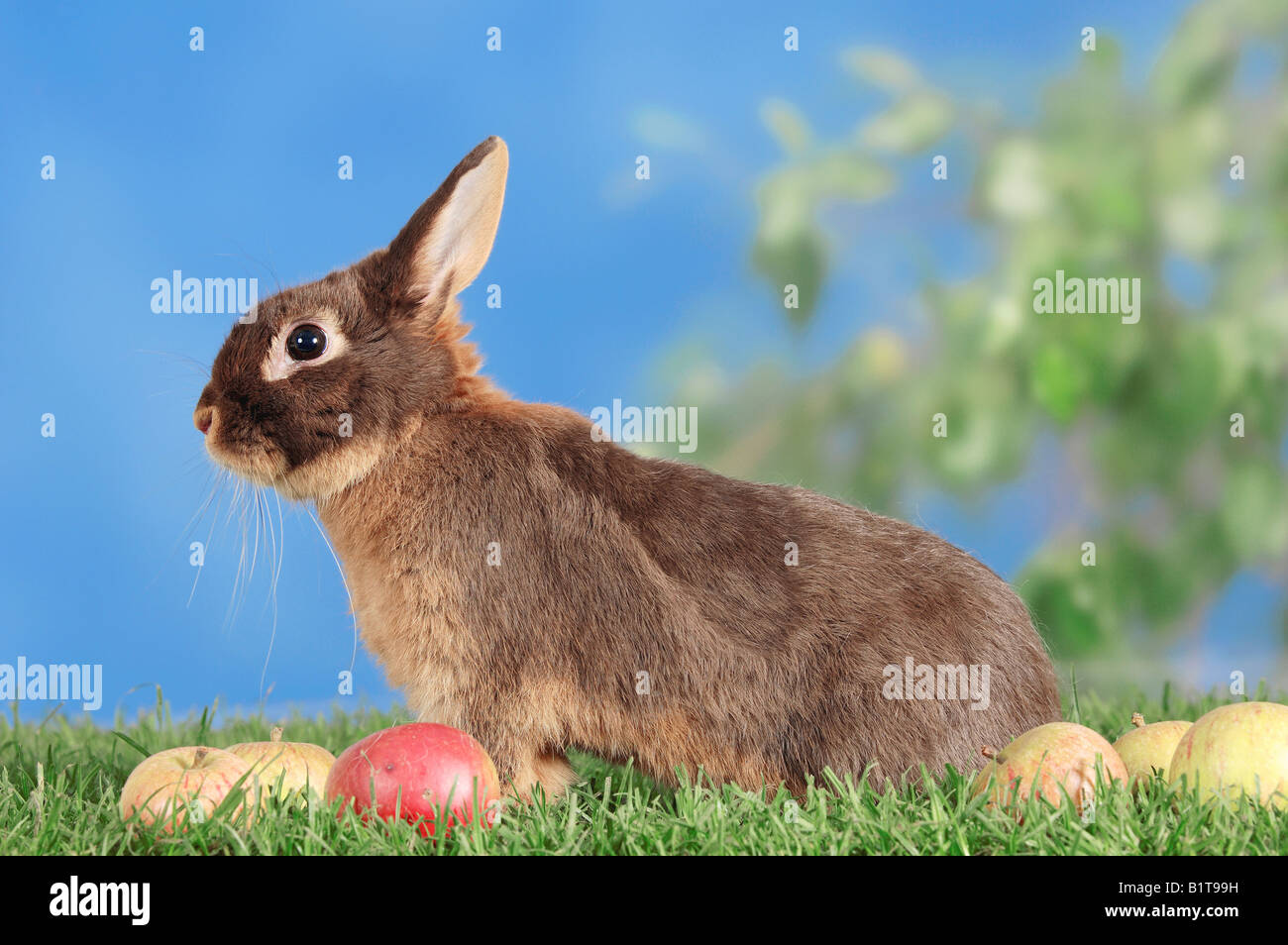 dwarf rabbit (tan) on meadow Stock Photo - Alamy