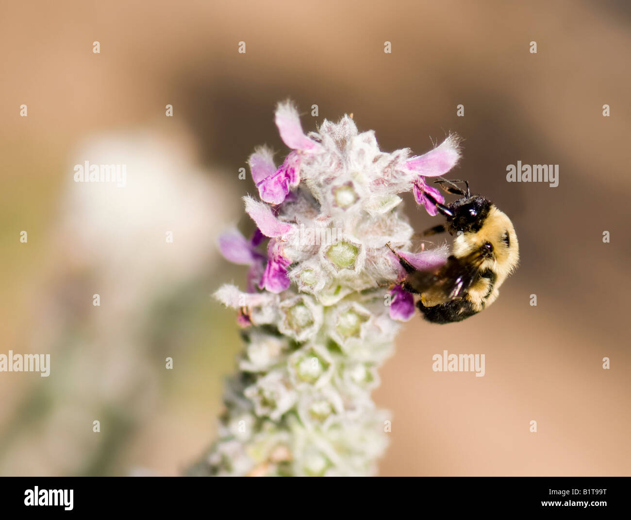 A bumblebee feeds on a pink flower spike. Oklahoma, USA Stock Photo - Alamy