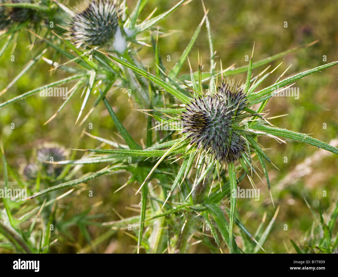 Immature Spear Thistle growing wild in England UK Stock Photo - Alamy