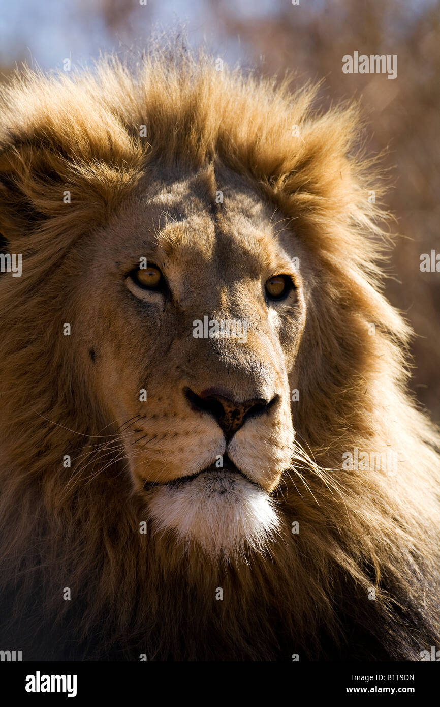 Male Lion portrait Stock Photo - Alamy