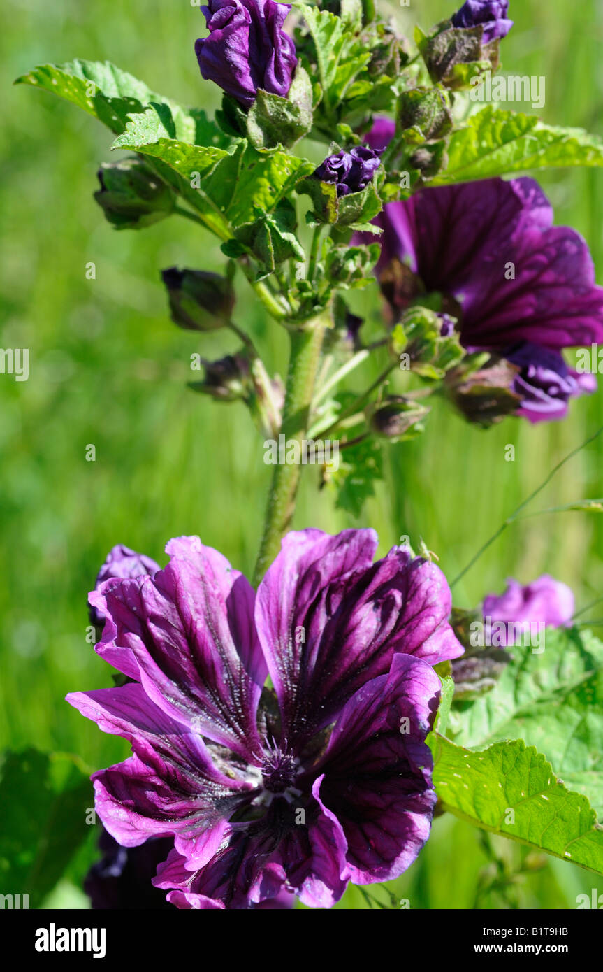 Common mallow purple flower hi-res stock photography and images - Alamy
