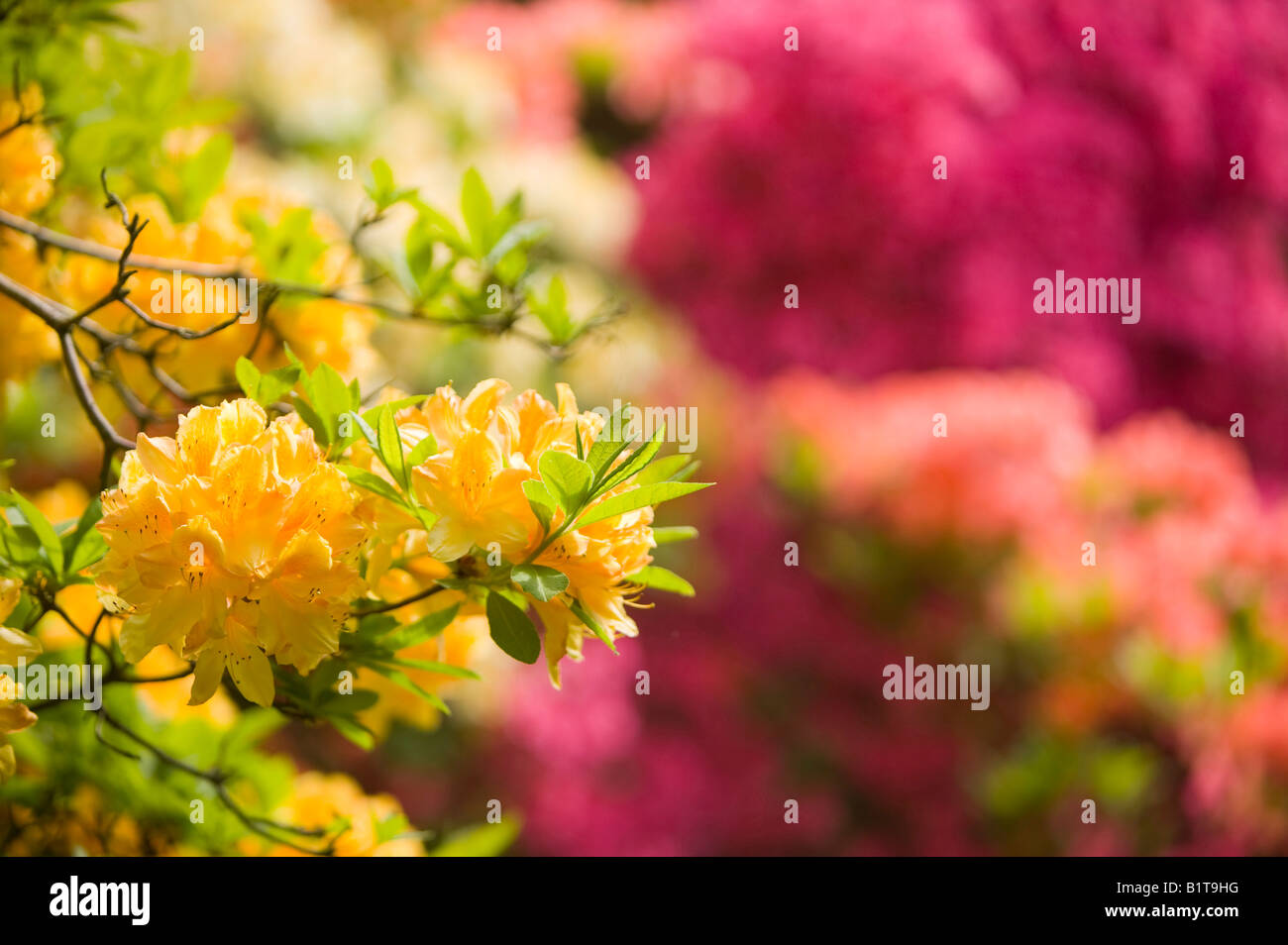 Azalea flowers in spring in Holehird gardens in Windermere Cumbria UK ...