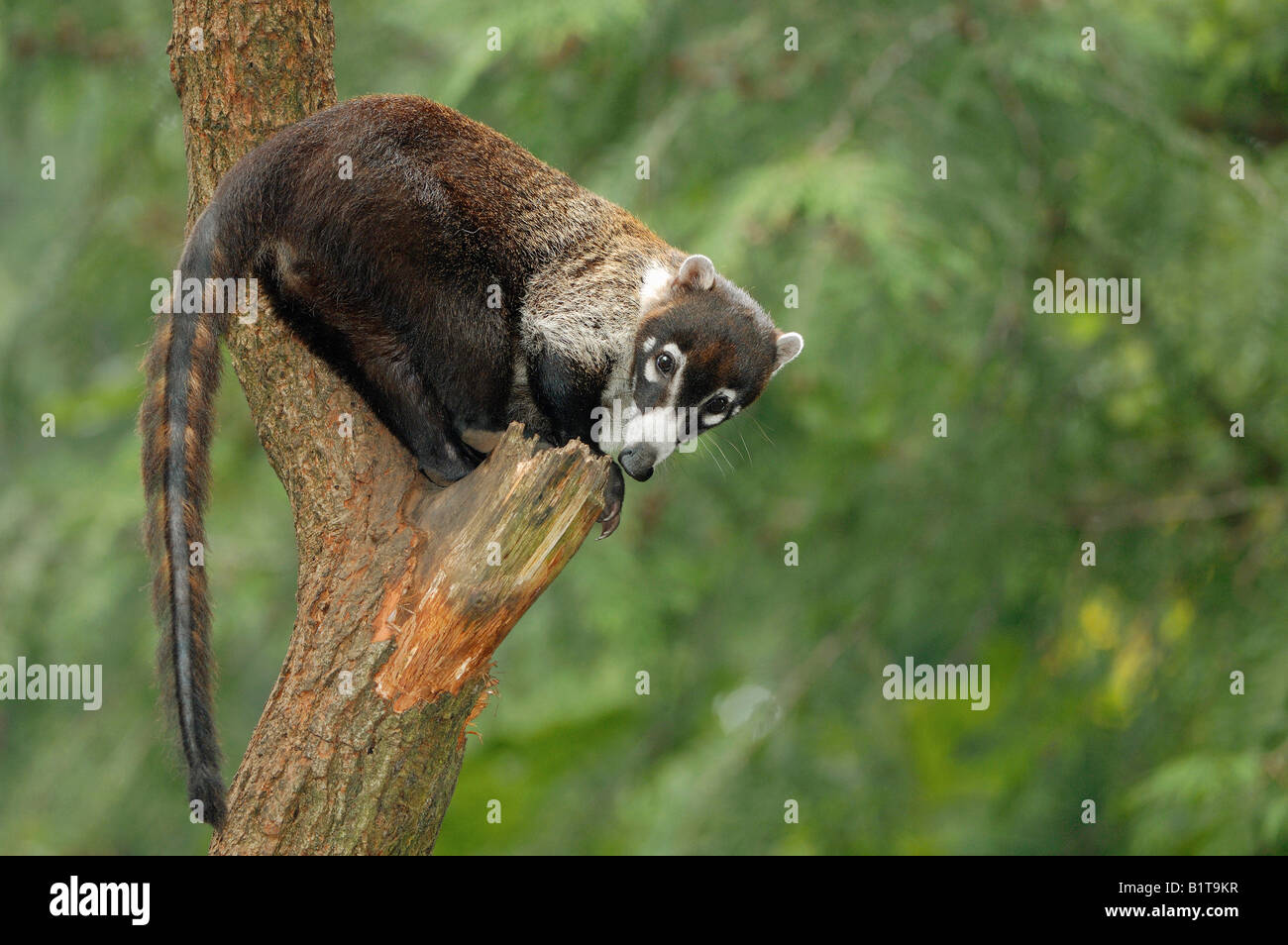 Pizote hi-res stock photography and images - Alamy