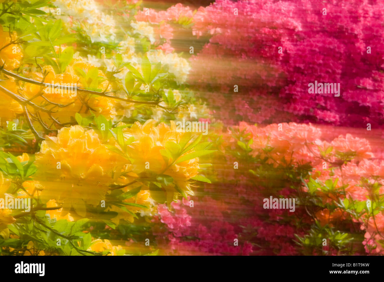 Azalea flowers in spring in Holehird gardens in Windermere Cumbria UK ...