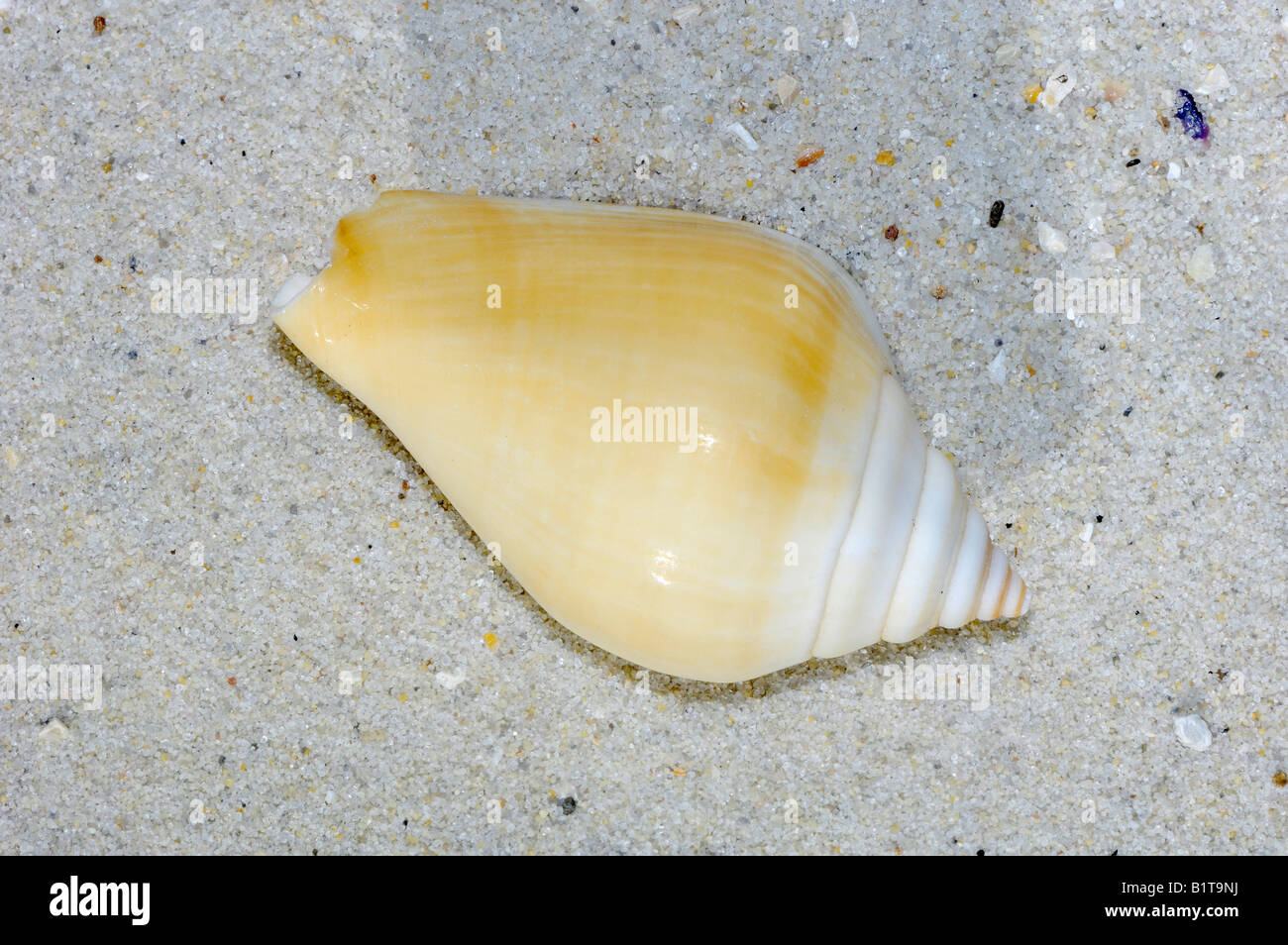 cone snail / Conus spec Stock Photo - Alamy