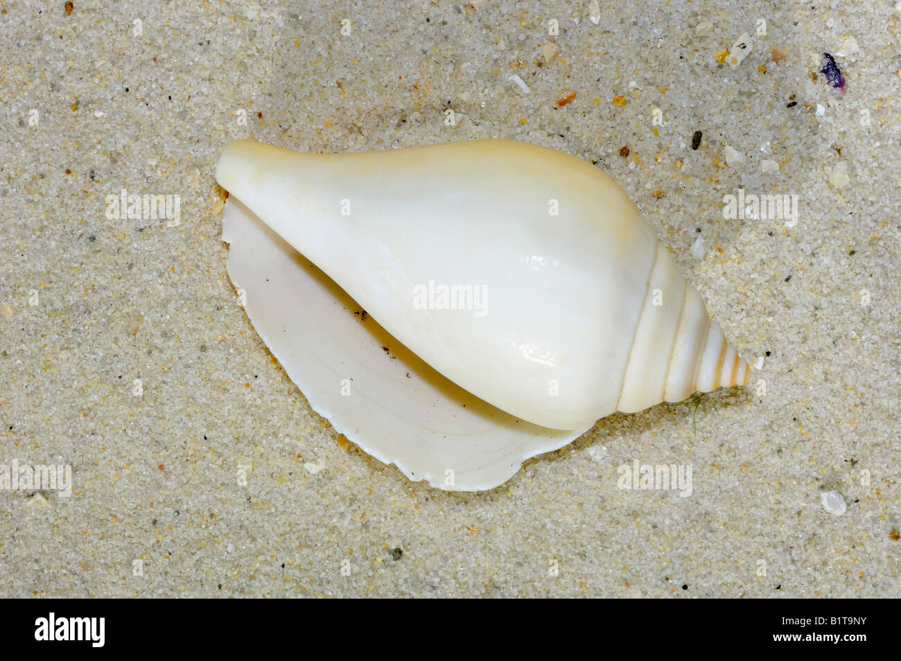 Conidae hi-res stock photography and images - Alamy