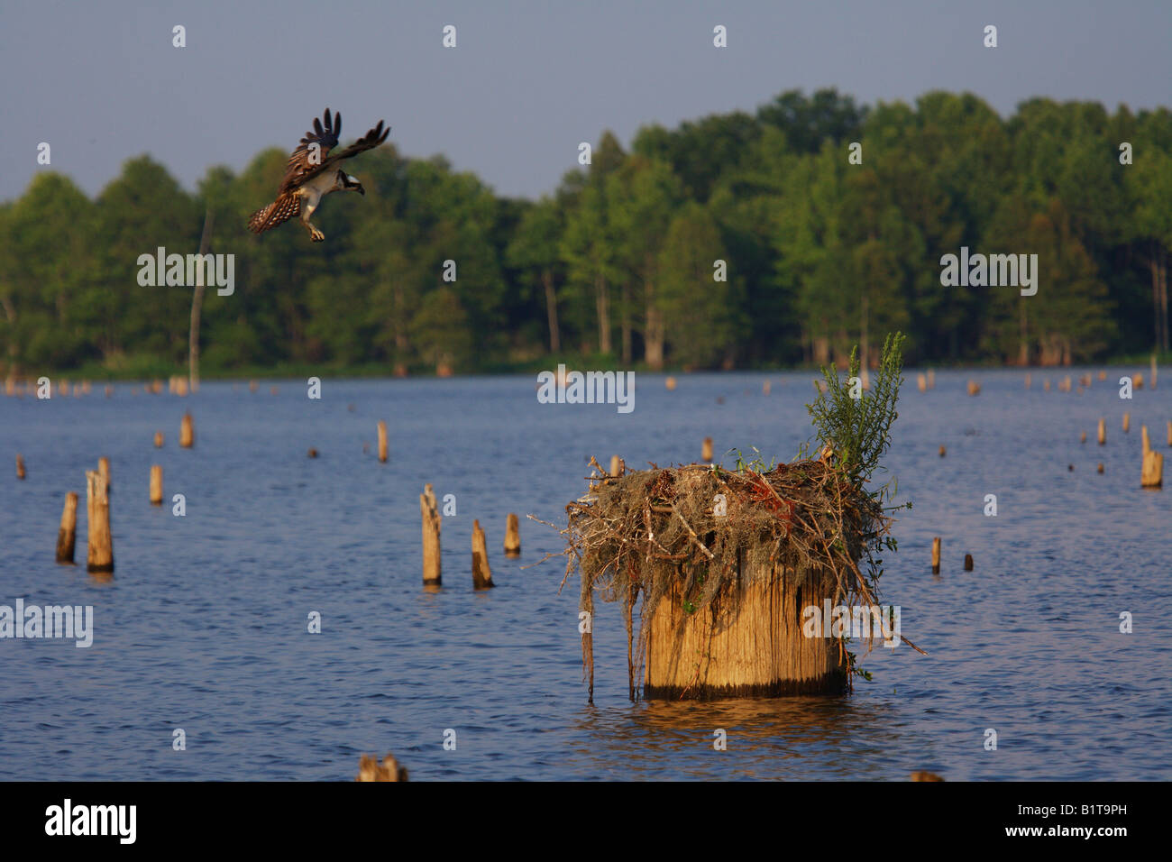 An Osprey gracefully returns to the chicks on its nesting site located ...