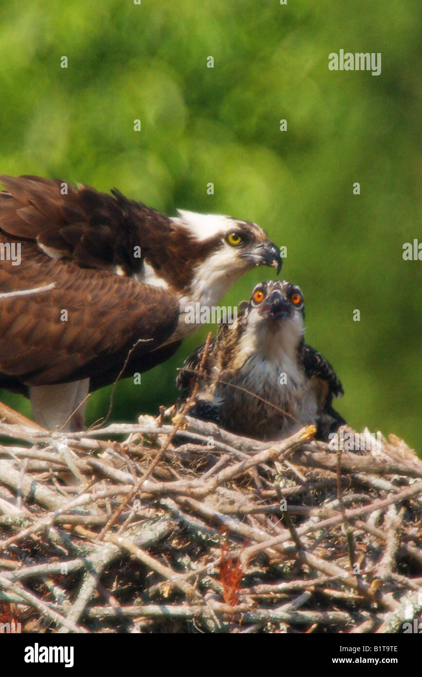 An adult Osprey (yellow eyes) feeds one of its chicks (orange eyes) in ...