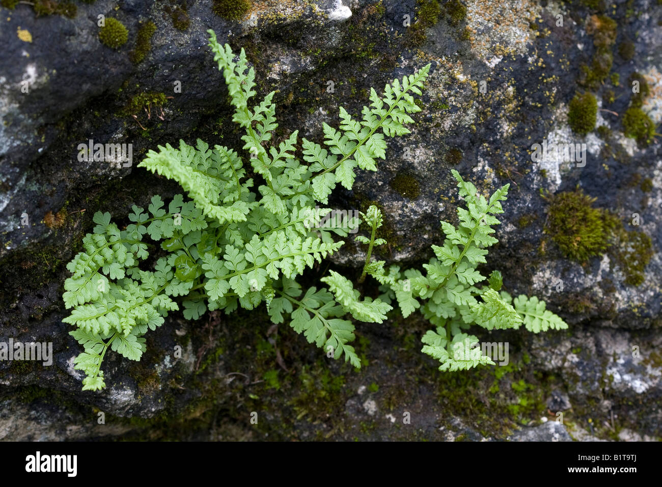 Fern growing on a rock outcrop Stock Photo - Alamy