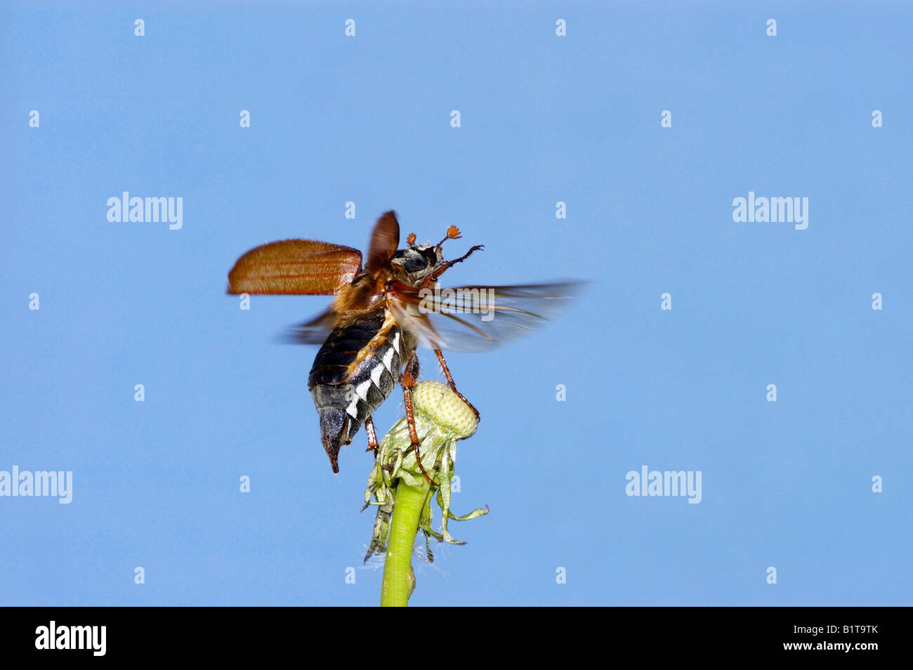 common cockchafer - flying / Melolontha melolontha Stock Photo - Alamy