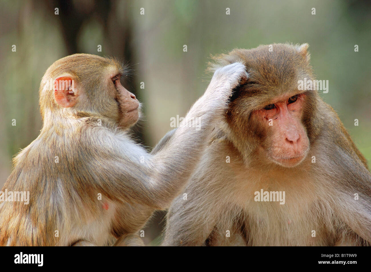 two Rhesus Macaques / Macaca mulatta Stock Photo - Alamy