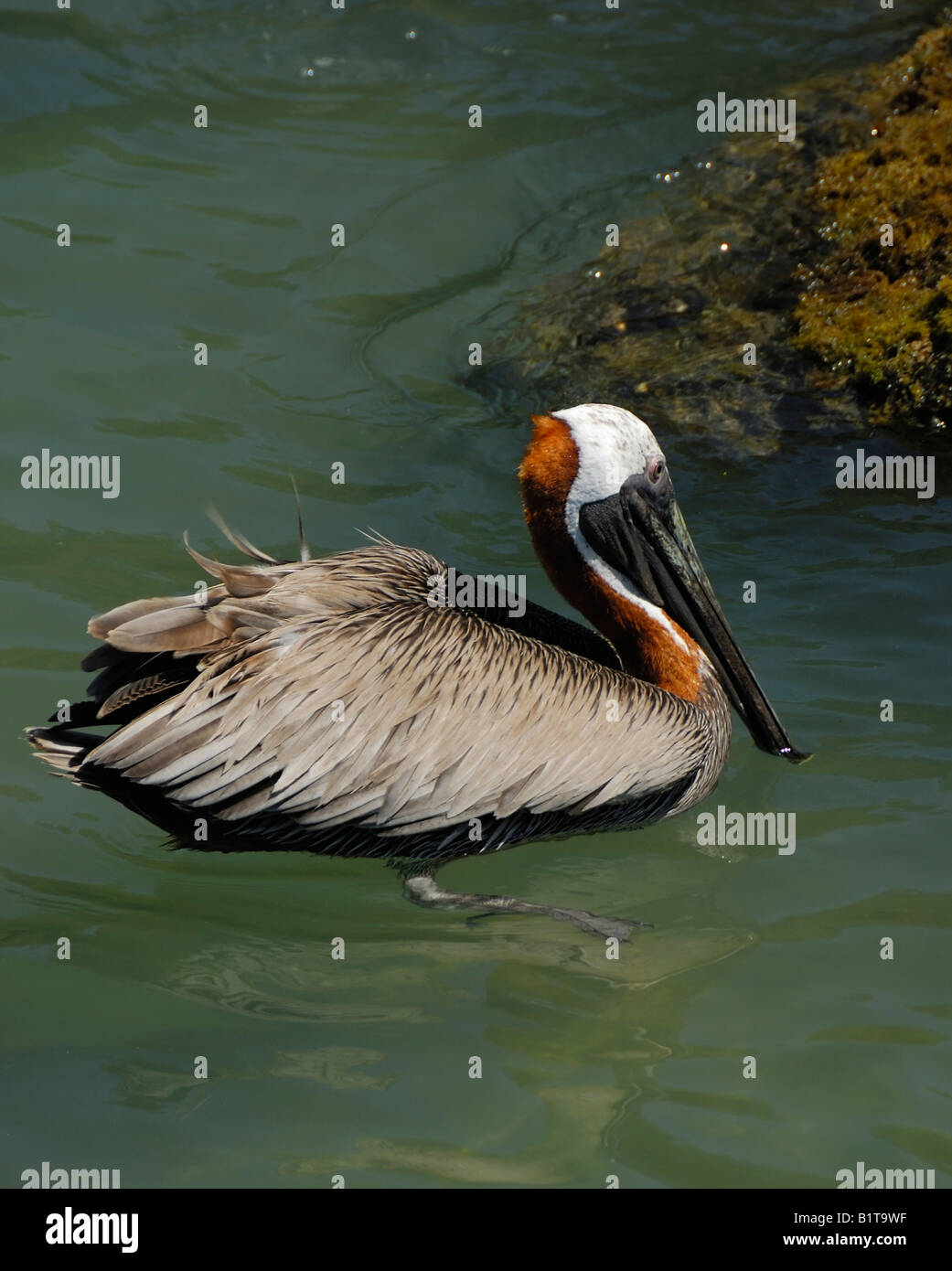 A colorful pelican is fishing in a bay near Maunabo in south east ...