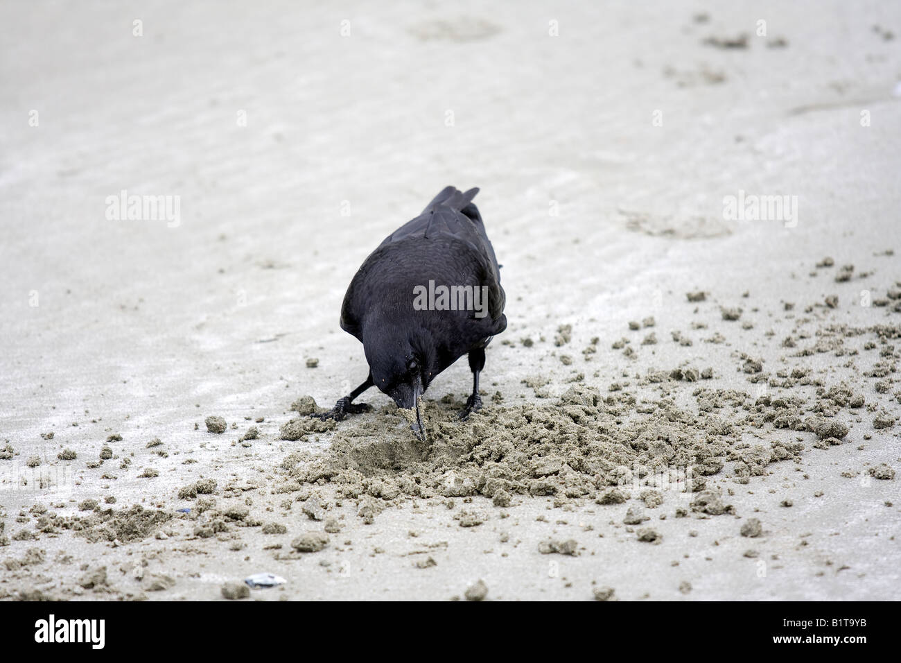 Raven on the beach hi-res stock photography and images - Alamy