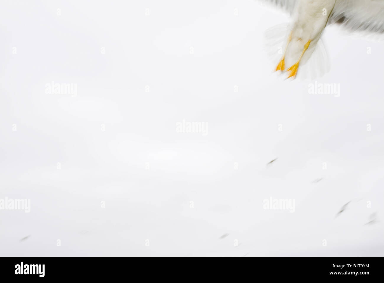 A Lesser Black Backed Gull dive bombs an intruder close to its nest on ...