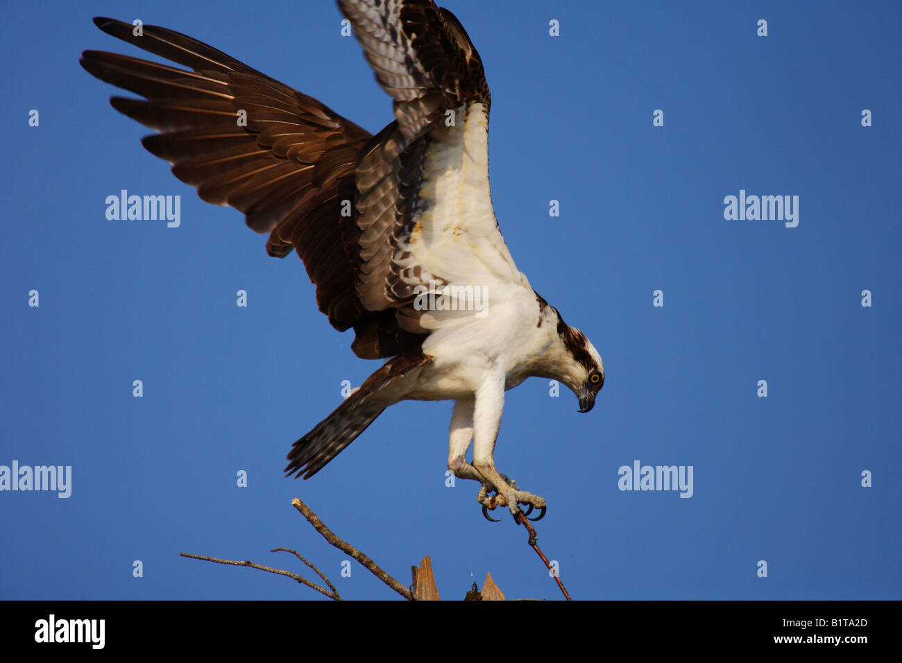 An osprey begins to build a nest on top of a cypress snag located on ...