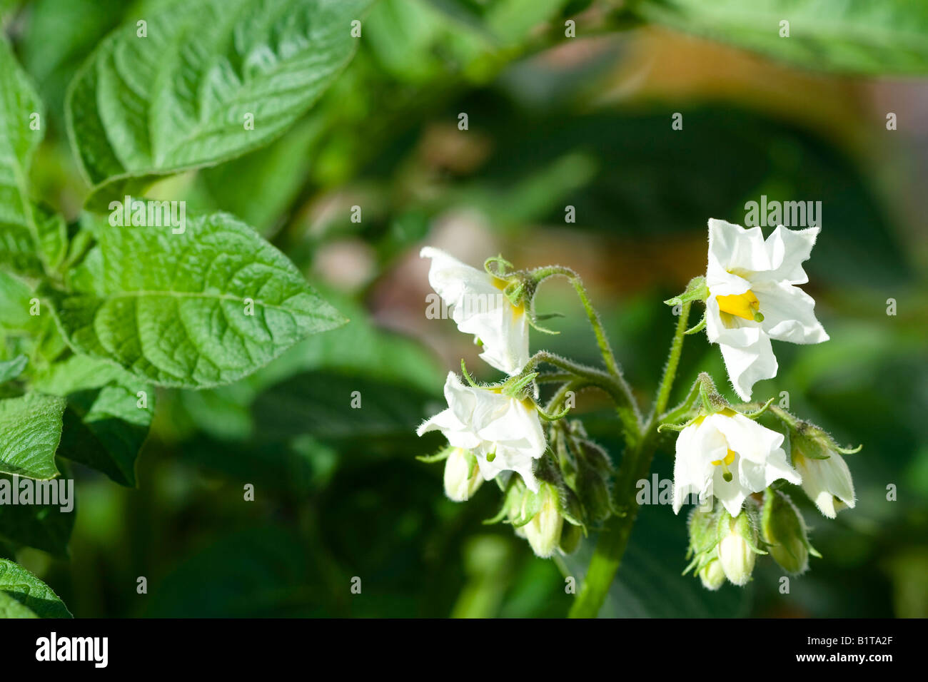 Potato plant in flower Stock Photo - Alamy