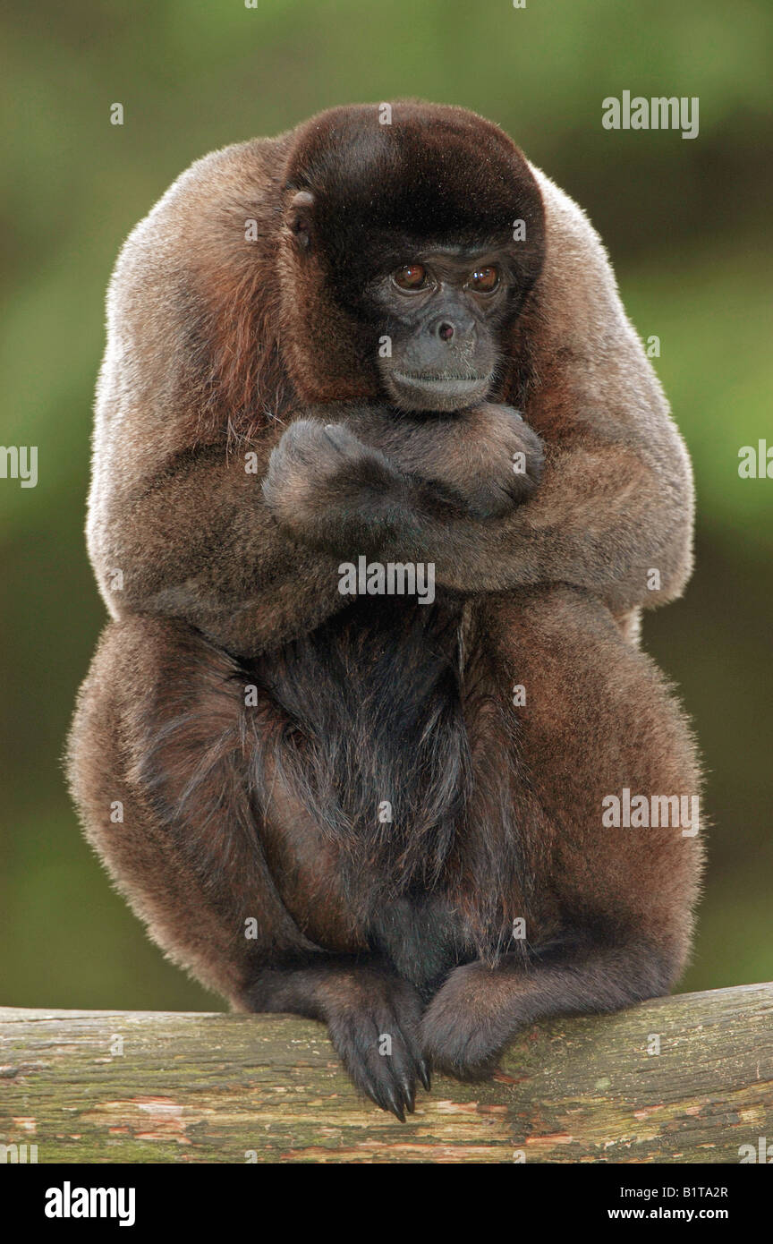 brown woolly monkey / Lagothrix lagotricha Stock Photo - Alamy