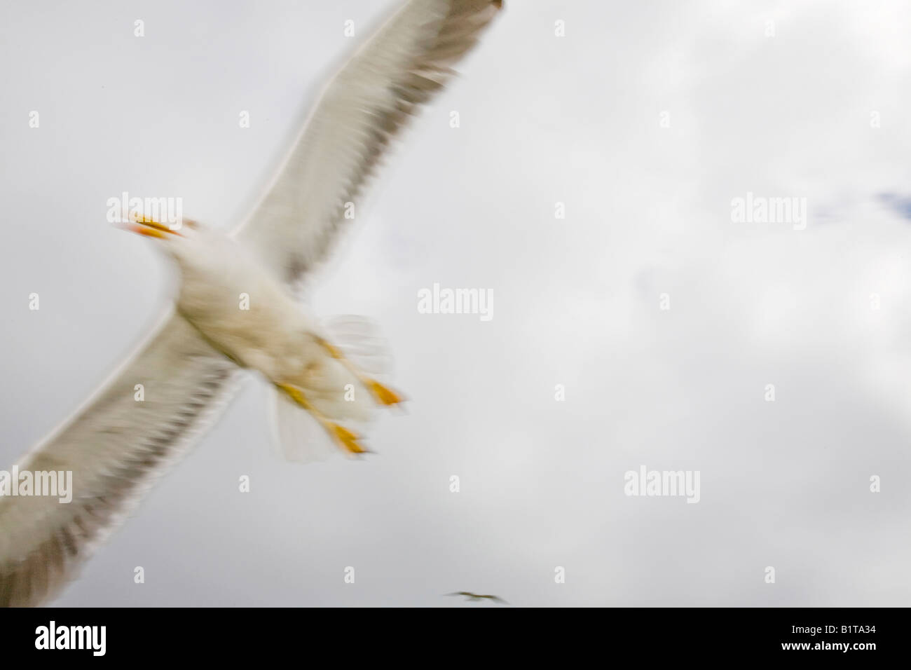 A Lesser Black Backed Gull dive bombs an intruder close to its nest on ...