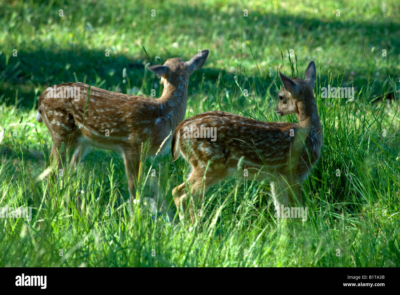 Fauna gamos hi-res stock photography and images - Alamy