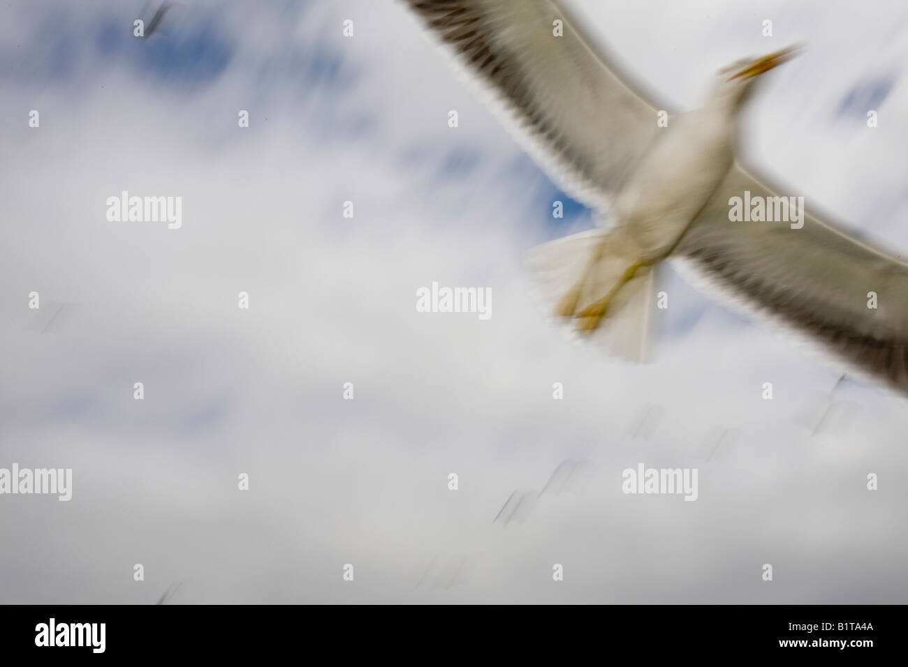 A Lesser Black Backed Gull dive bombs an intruder close to its nest on ...