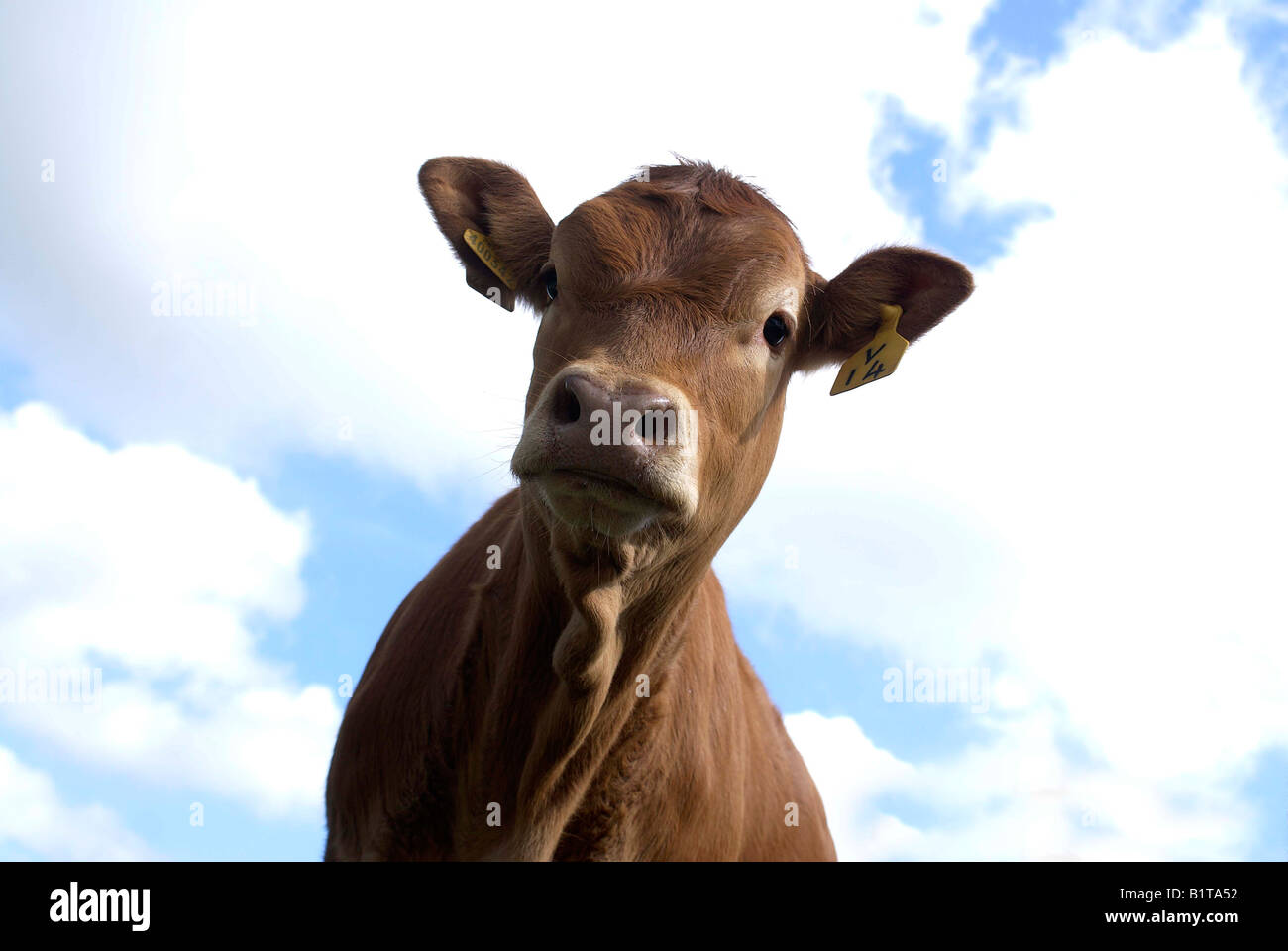 Single suckler Limousin champion beef herd Stock Photo - Alamy