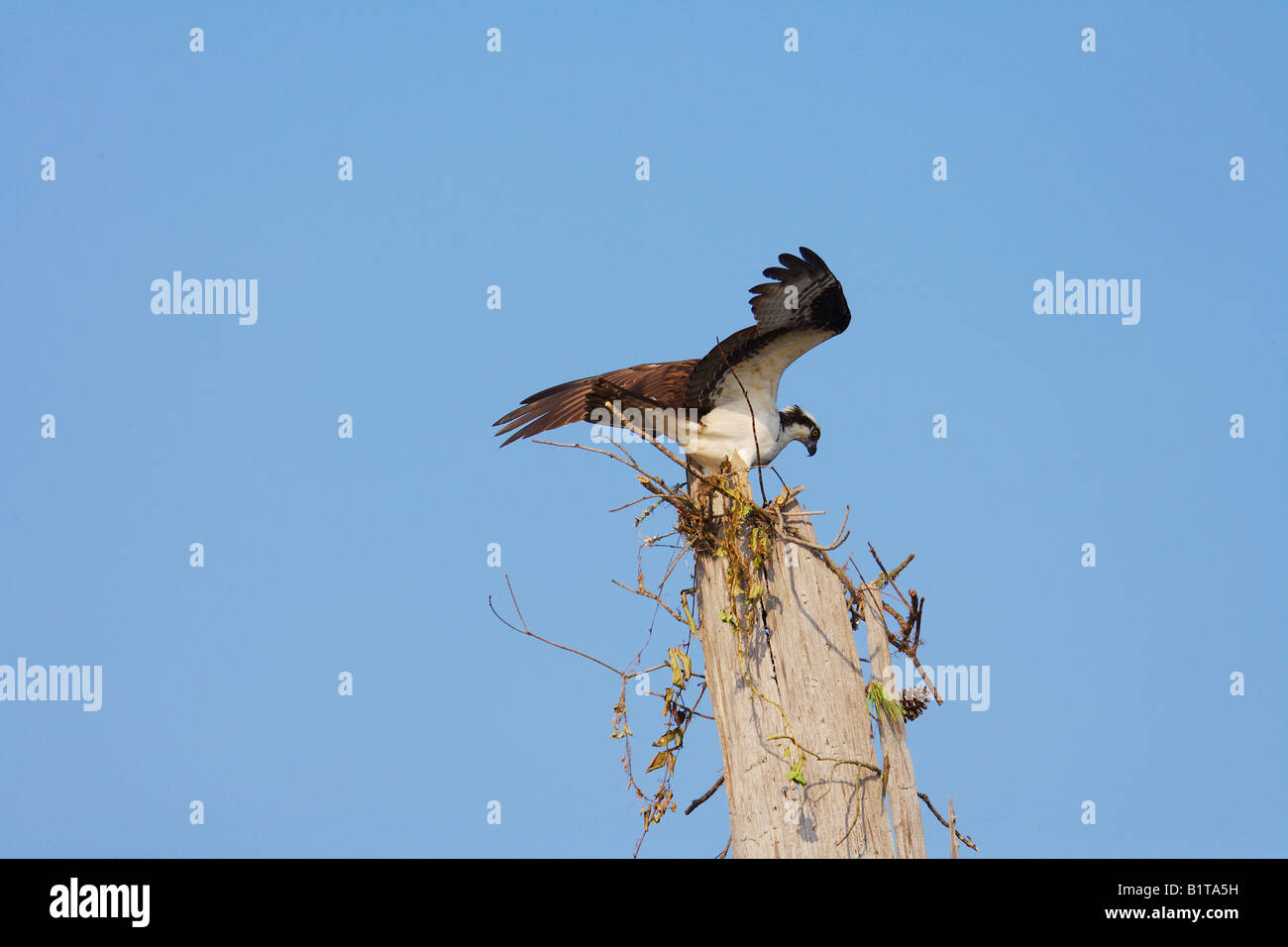 An osprey begins to build a nest on top of a cypress snag located on ...