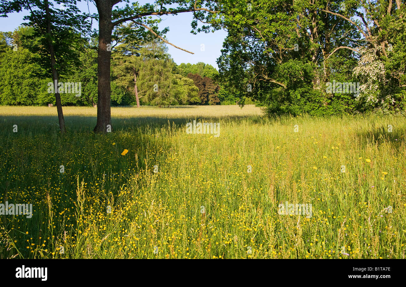 Open glade wild flowers hi-res stock photography and images - Alamy