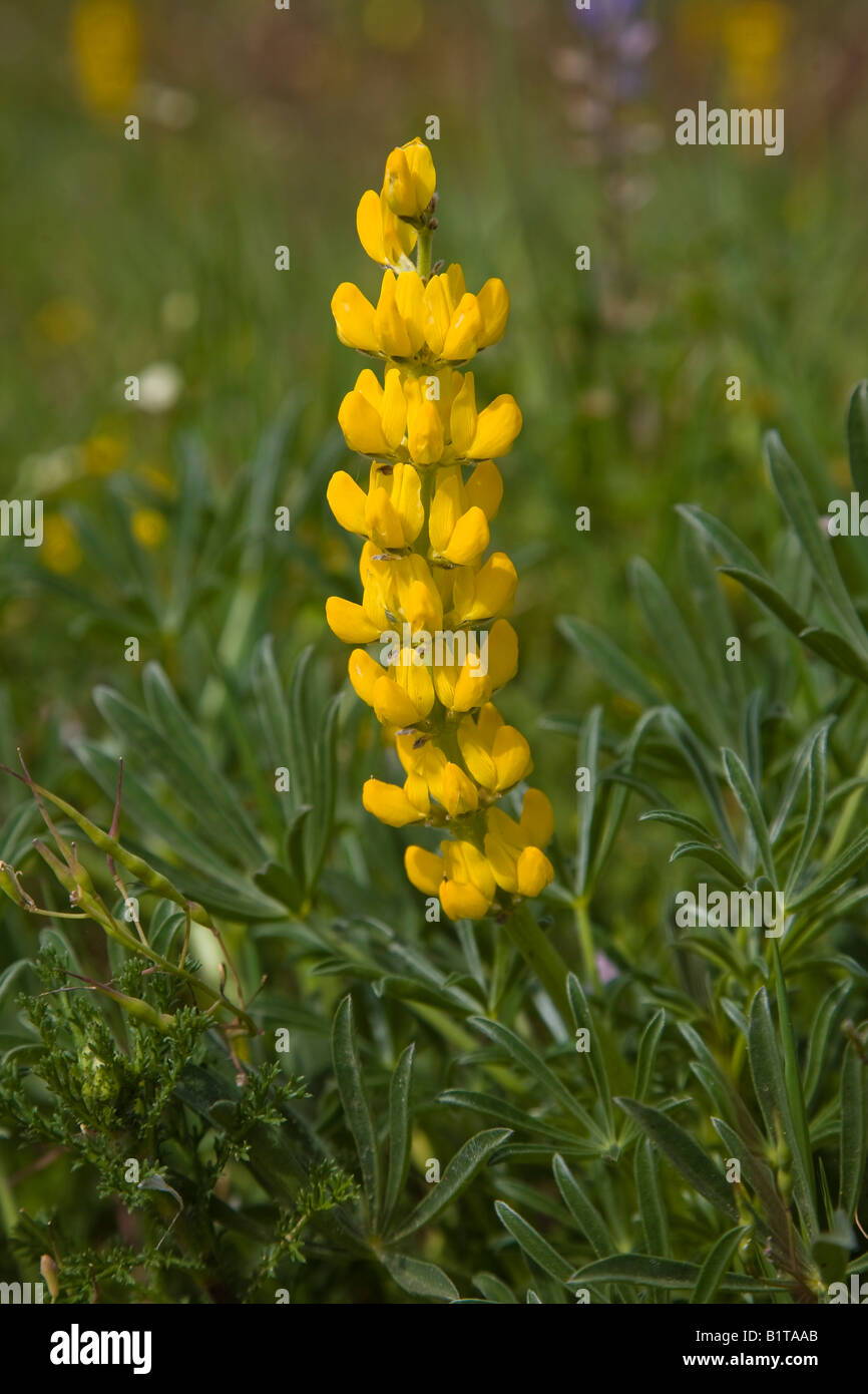 Wild yellow lupin Tremocilha Lupinus Luteus growing in open meadow ...