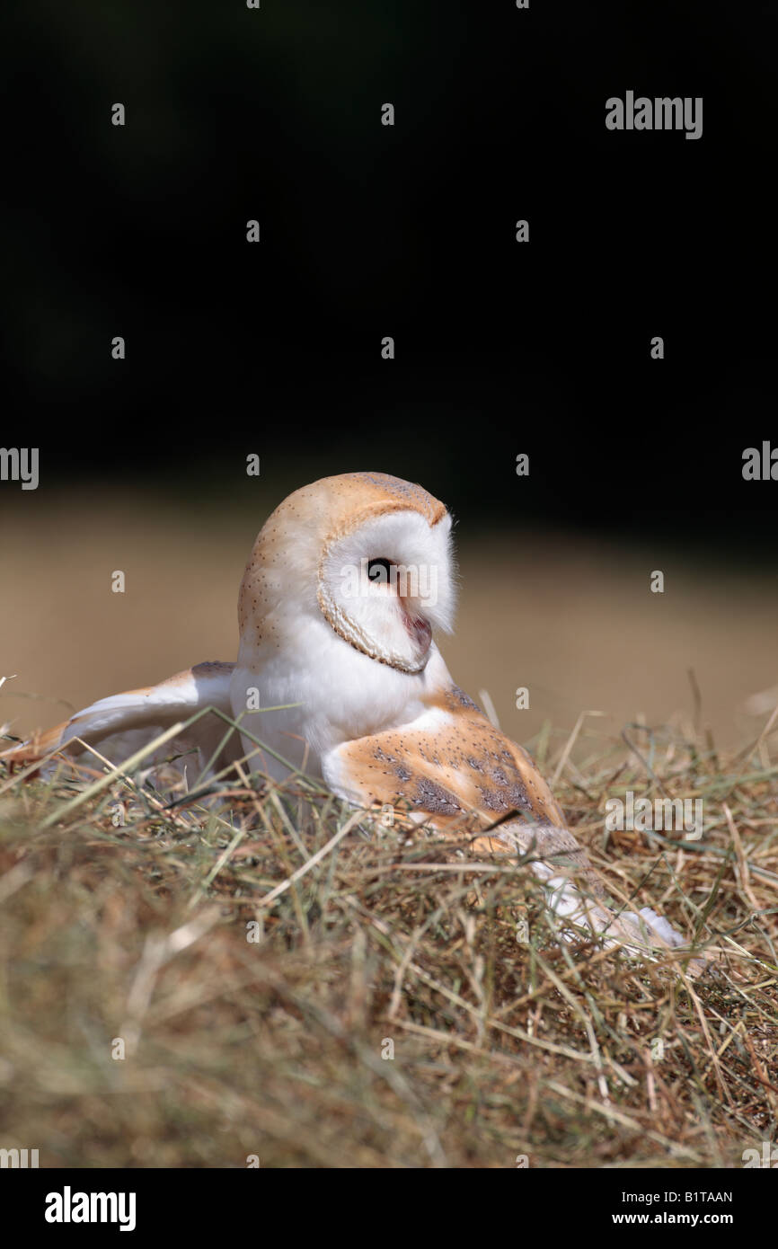 Young Barn Owl Tyto alba in hay hunting Potton Bedfordshire Stock Photo ...