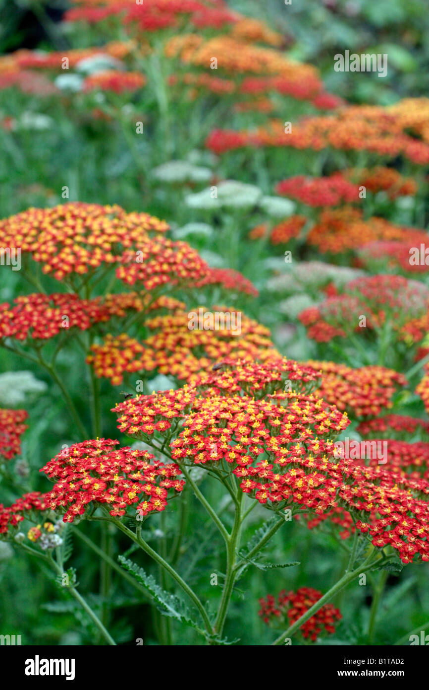 Achillea millefolium orange hi-res stock photography and images - Alamy