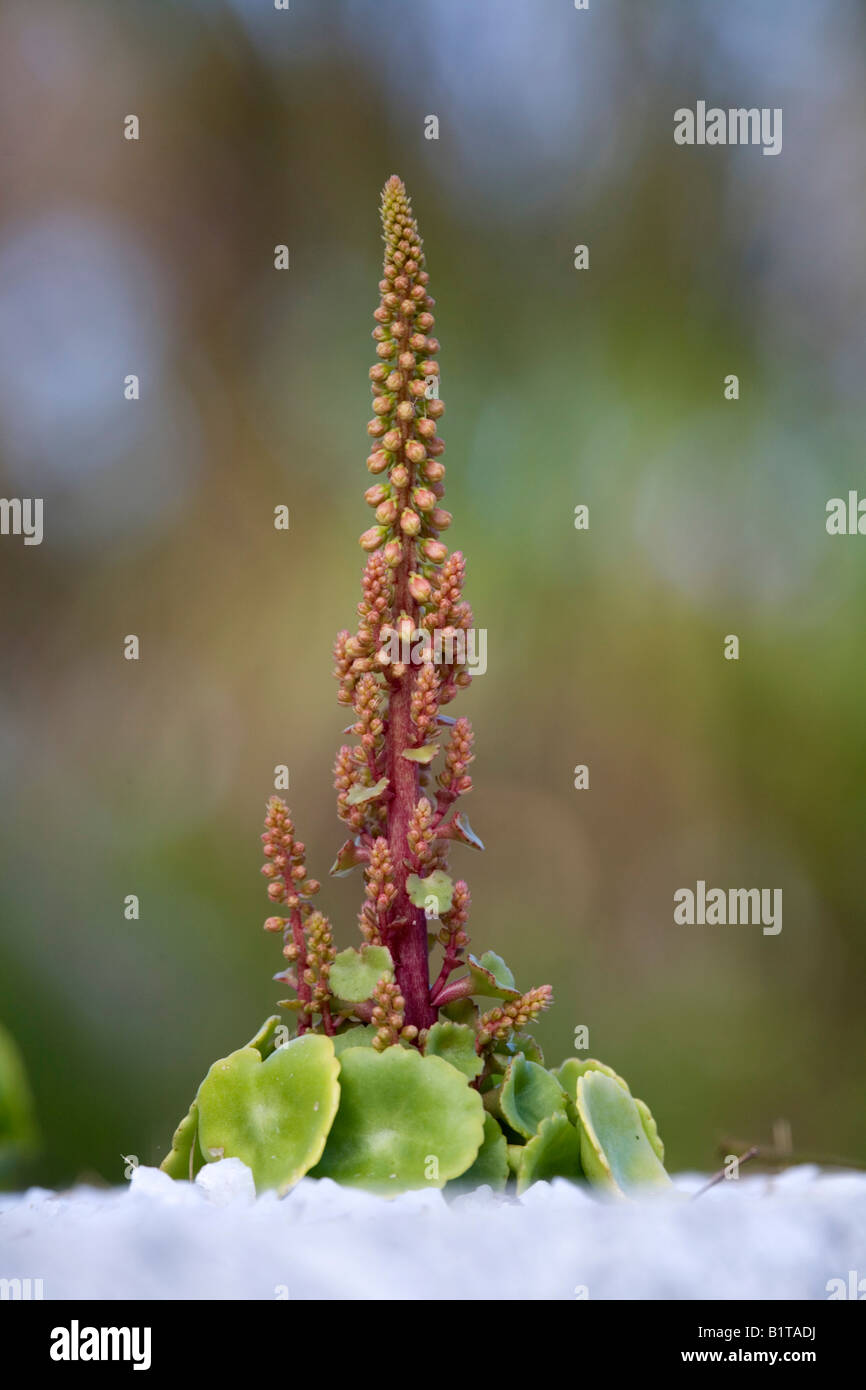 navelwort Umbilicus rupestris Stock Photo - Alamy