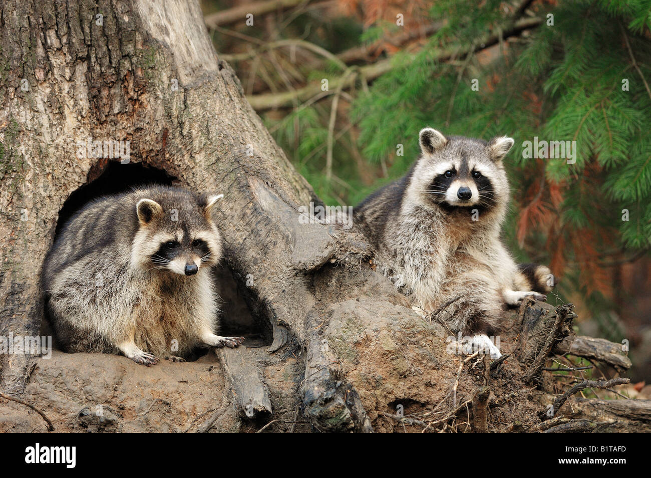 two common raccoons / Procyon lotor Stock Photo - Alamy