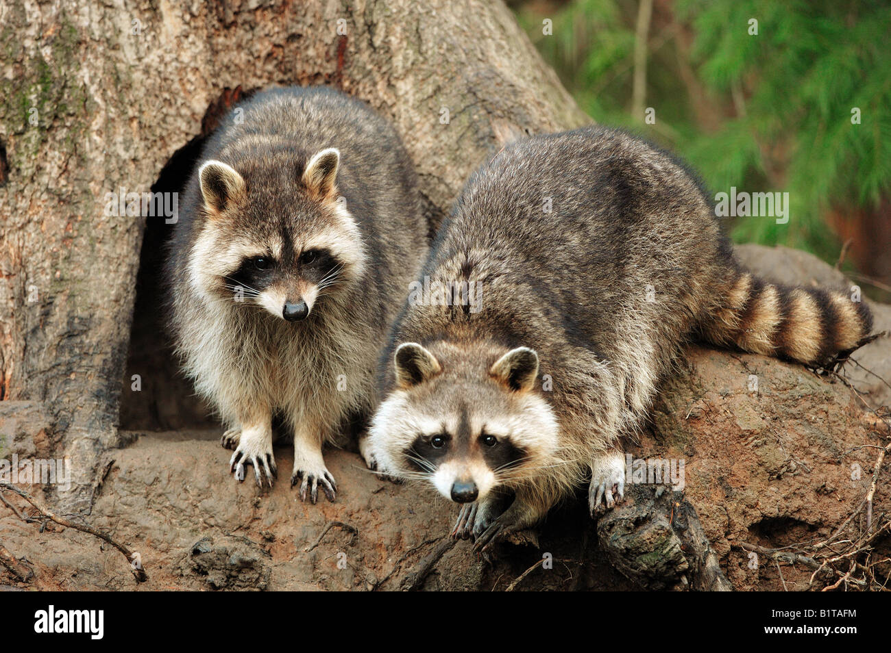 two common raccoons / Procyon lotor Stock Photo - Alamy
