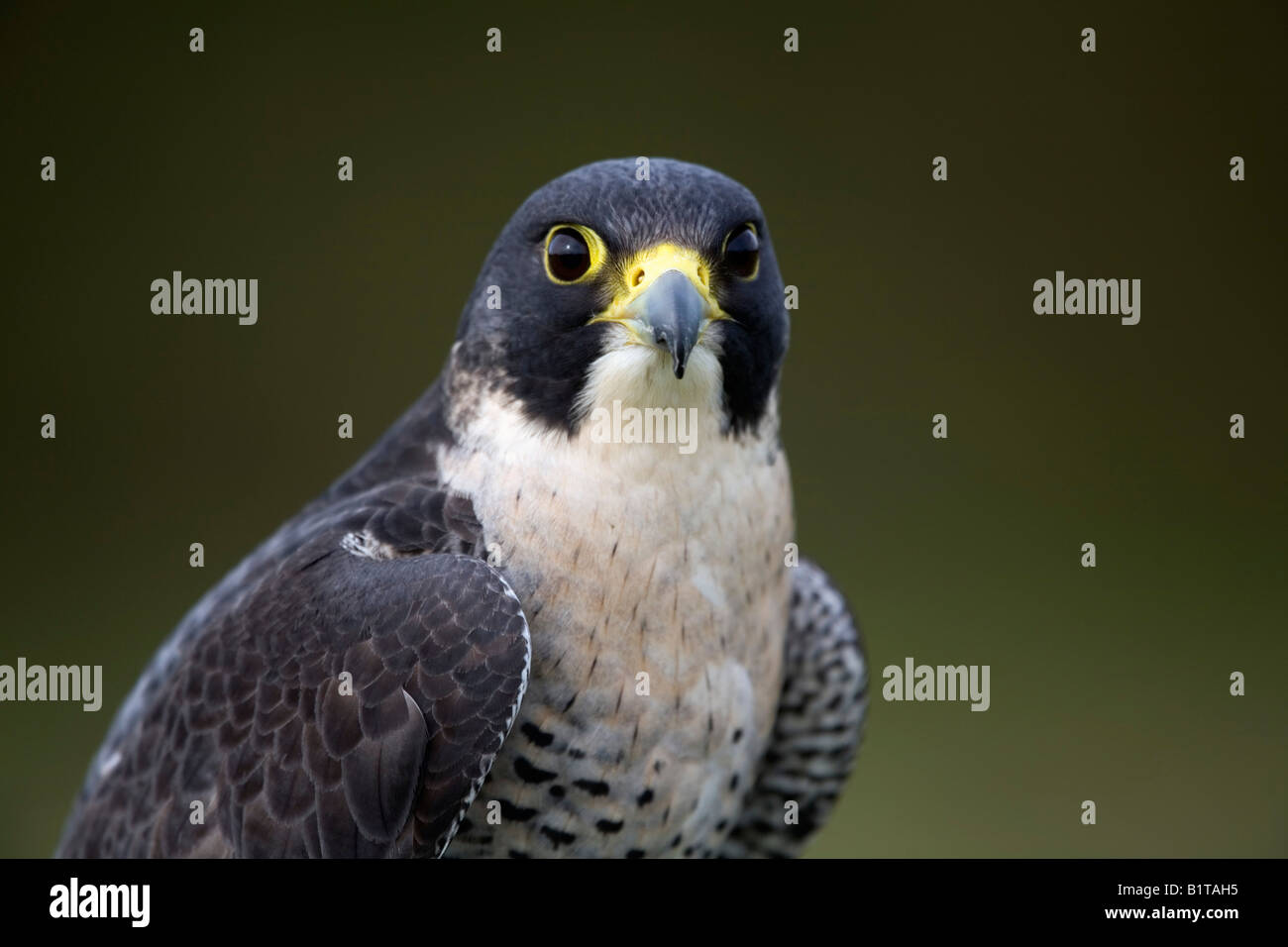 peregrine Falco peregrinus male Stock Photo - Alamy