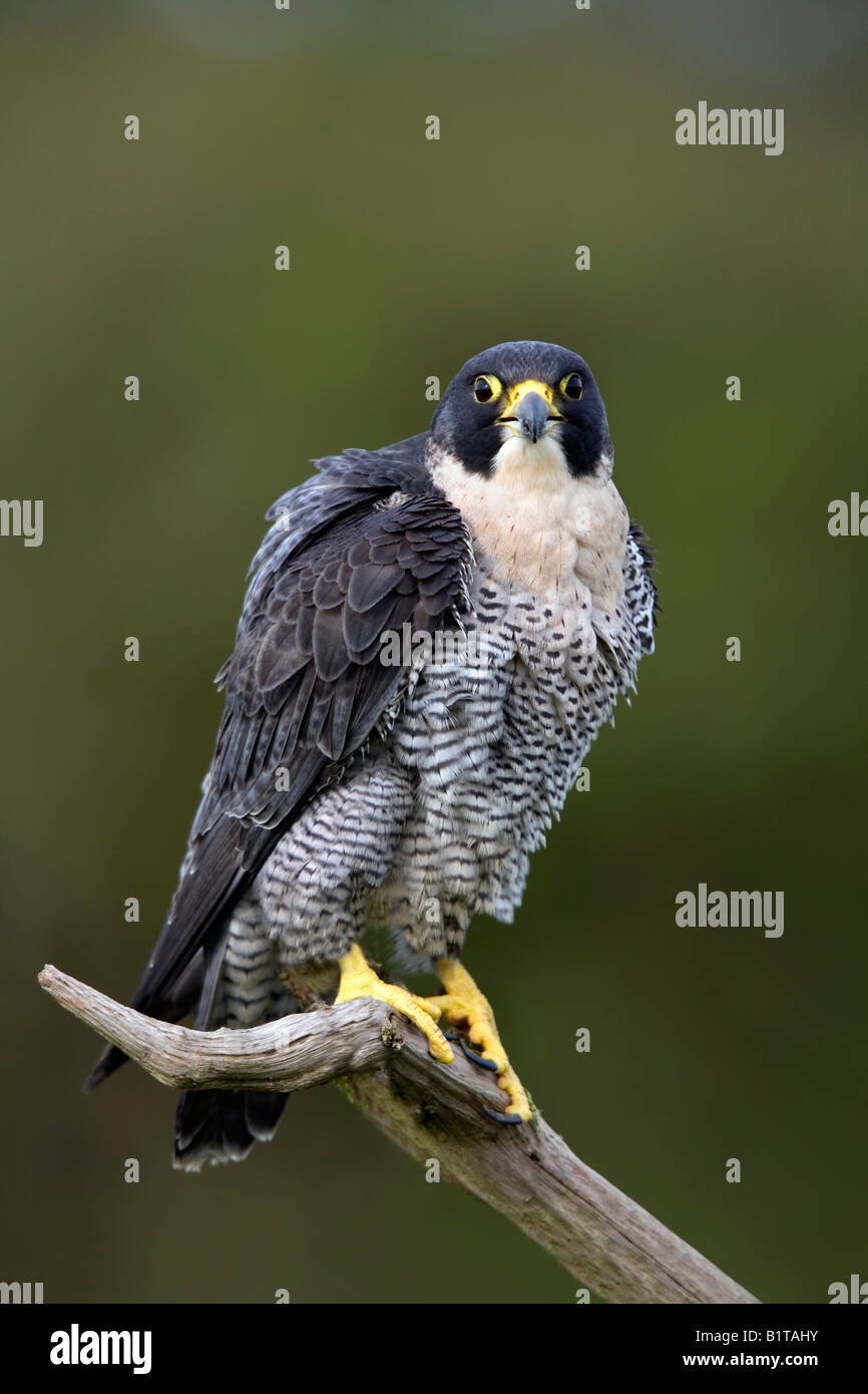 Male peregrine falcon perched hi-res stock photography and images - Alamy