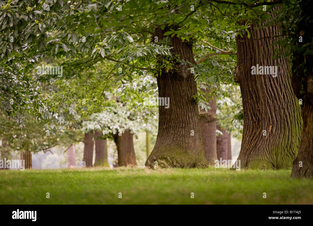 Trees in Richmond Park, London Stock Photo - Alamy