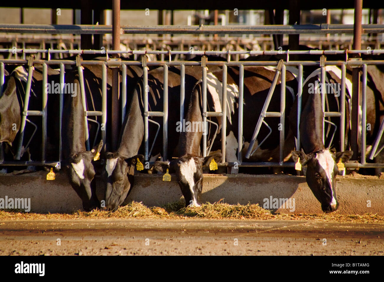 Holstein cows line up to eat hay on a dairy farm in Merced California ...