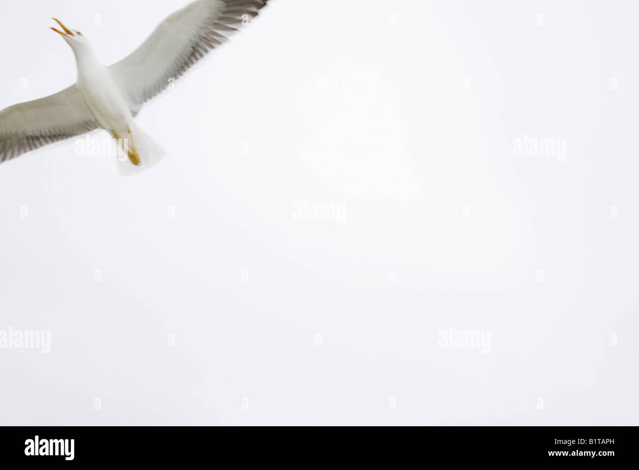 A Lesser Black Backed Gull dive bombs an intruder close to its nest on ...