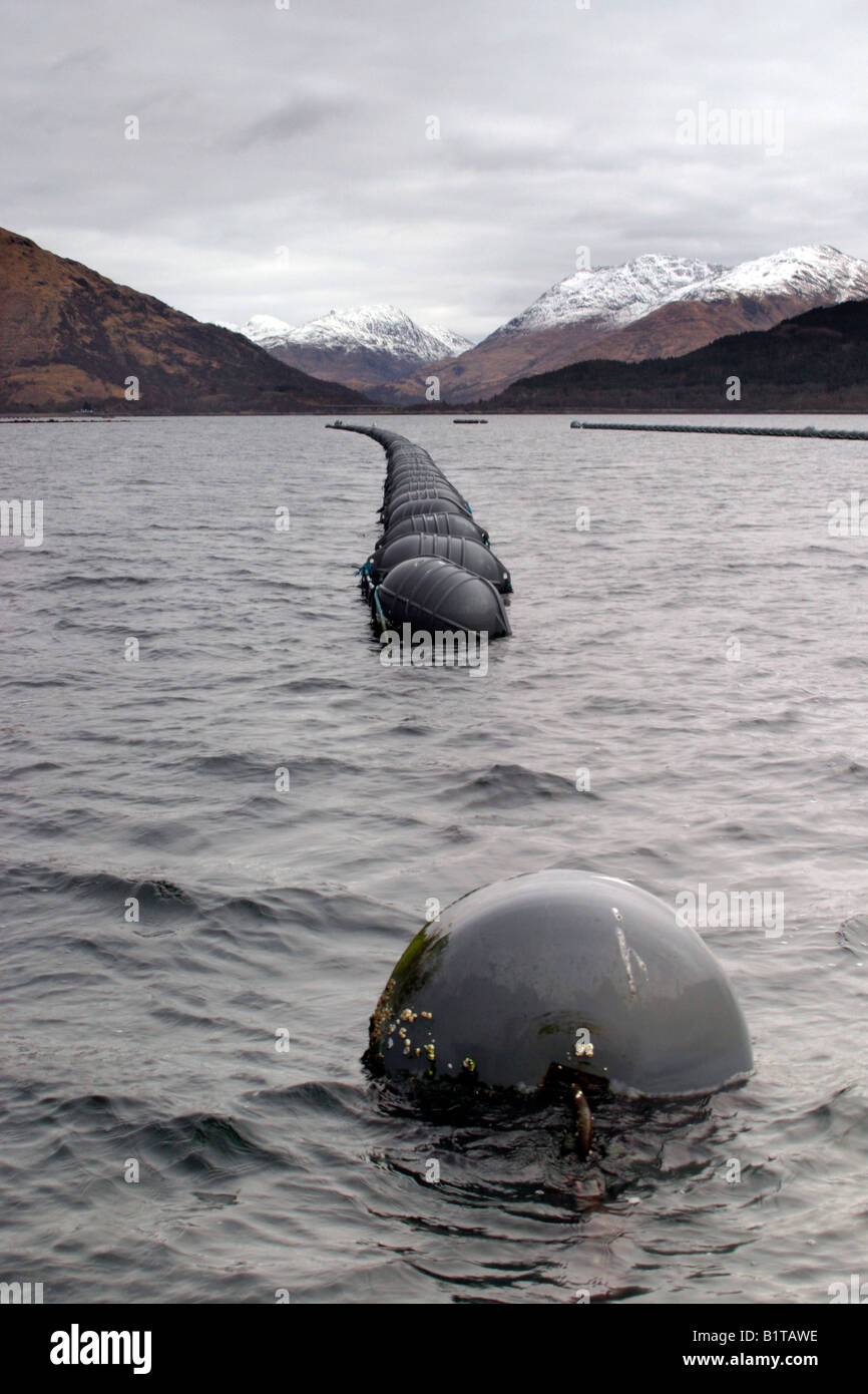 Mussels are grown on lines suspended from floats in sea lochs all ...