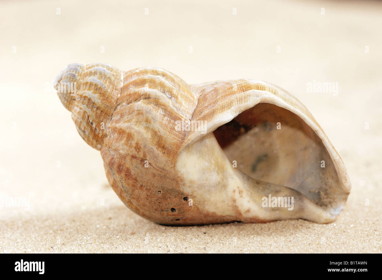 Common whelk shells hi-res stock photography and images - Alamy