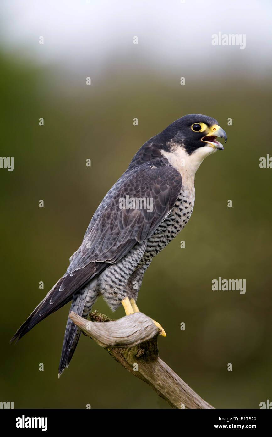 Male peregrine falcon perched hi-res stock photography and images - Alamy