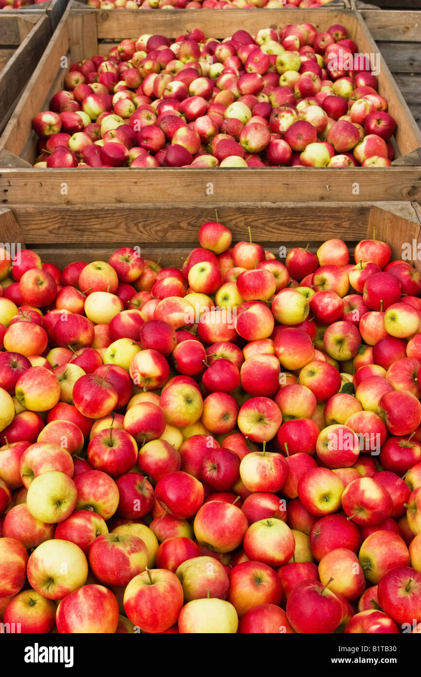 Lots of red äpple Stock Photo - Alamy