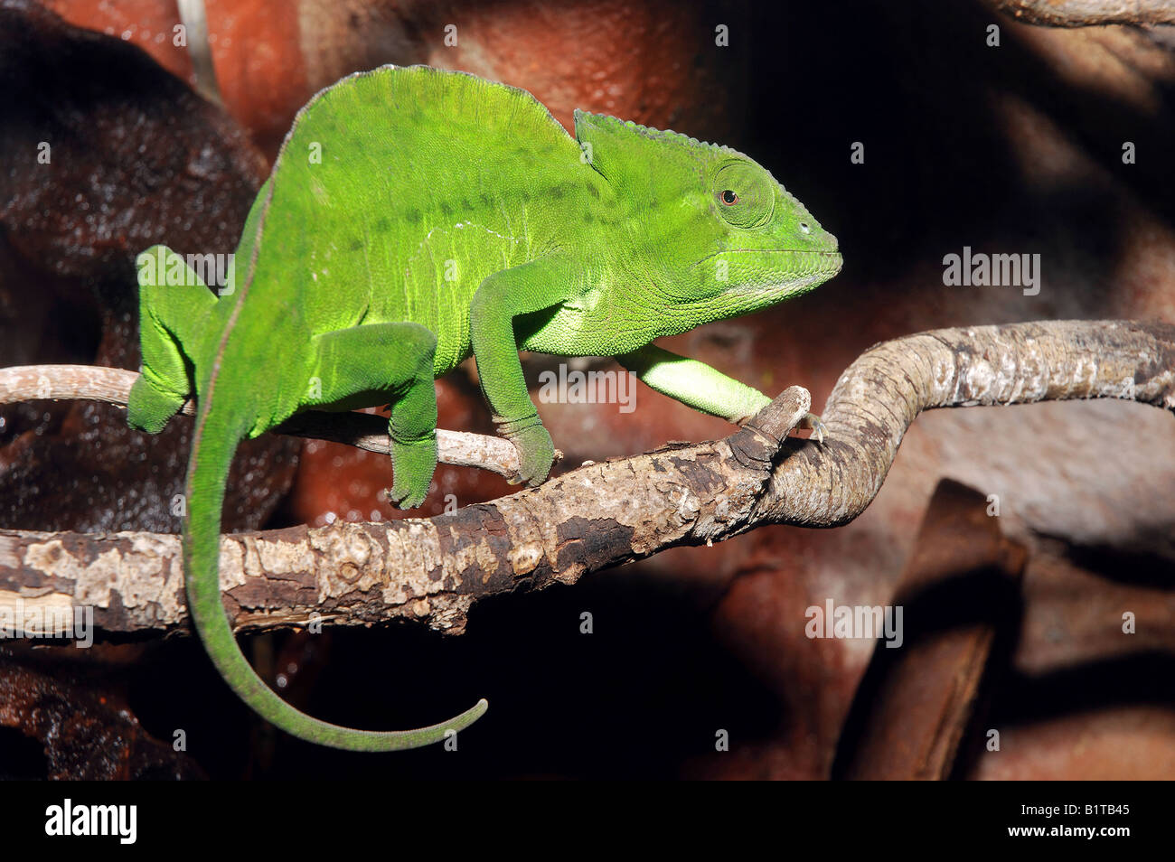 crested chameleon / Chamaeleo cristatus Stock Photo - Alamy