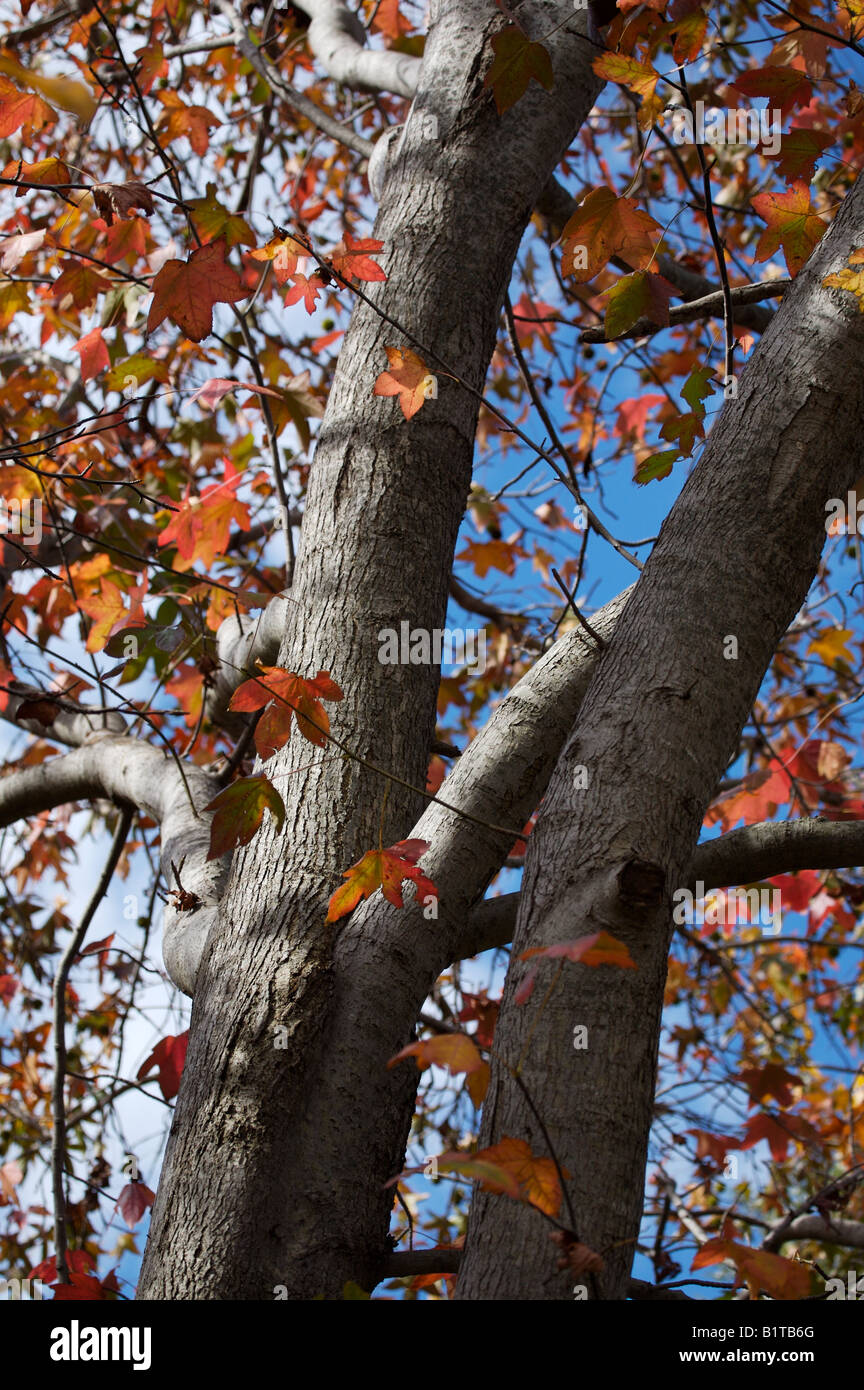 Liquidamber tree in fall colour Stock Photo - Alamy