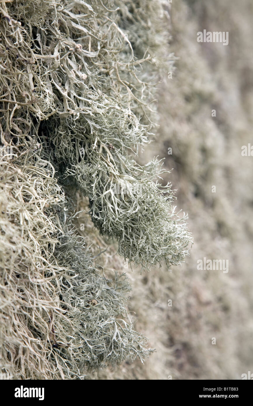 Usnea sp hi-res stock photography and images - Alamy