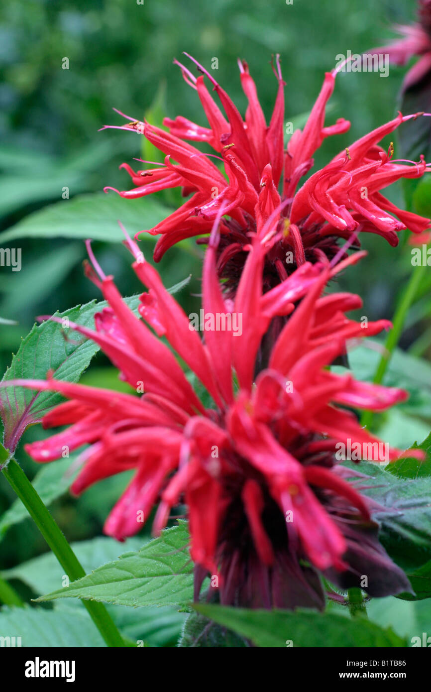 MONARDA GARDENVIEW SCARLET AGM BERGAMOT Stock Photo - Alamy