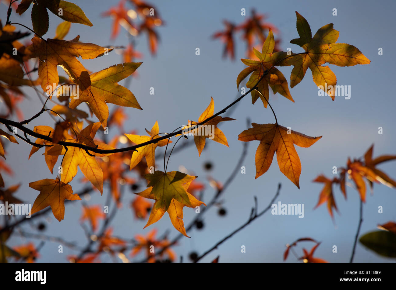 Liquidamber tree leaves in fall colour Stock Photo - Alamy